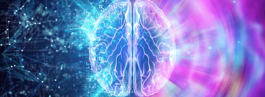 Mózg człowieka – jego budowa i funkcje – MedoVita.pl