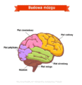 Mózg człowieka – jego budowa i funkcje – MedoVita.pl