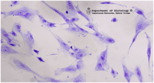Co to są fibroblasty i jakie mają właściwości? Podział fibroblastów ...